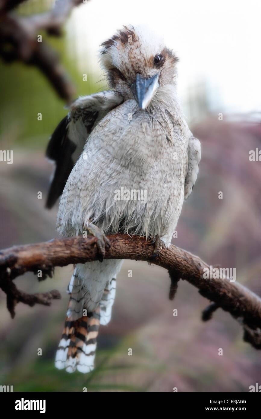 Laughing jackass hi-res stock photography and images - Alamy