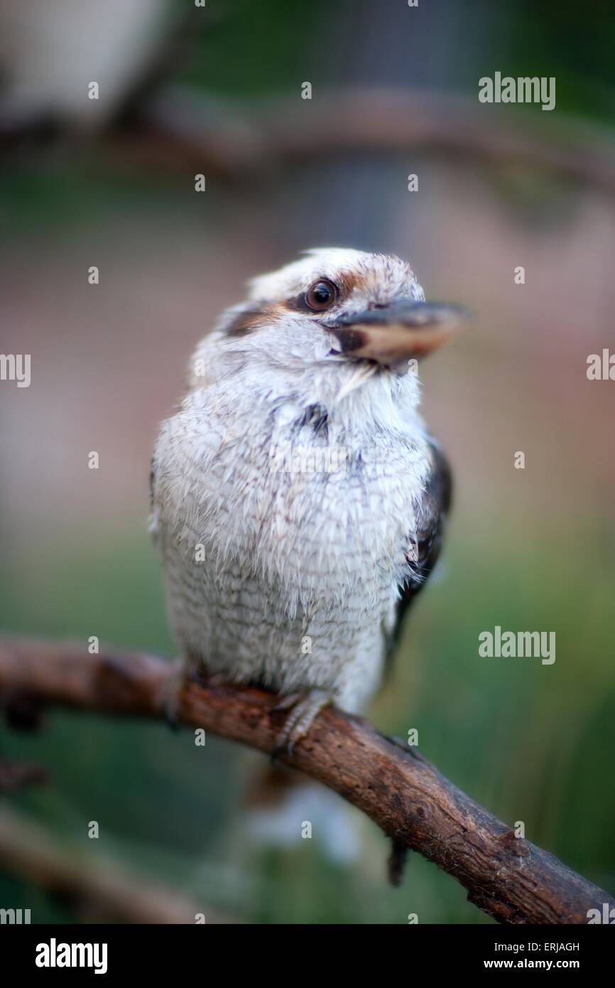 Jackass hi-res stock photography and images - Alamy