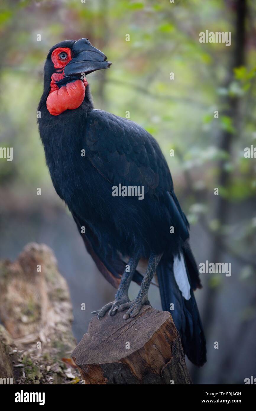 southern ground hornbill Stock Photo - Alamy