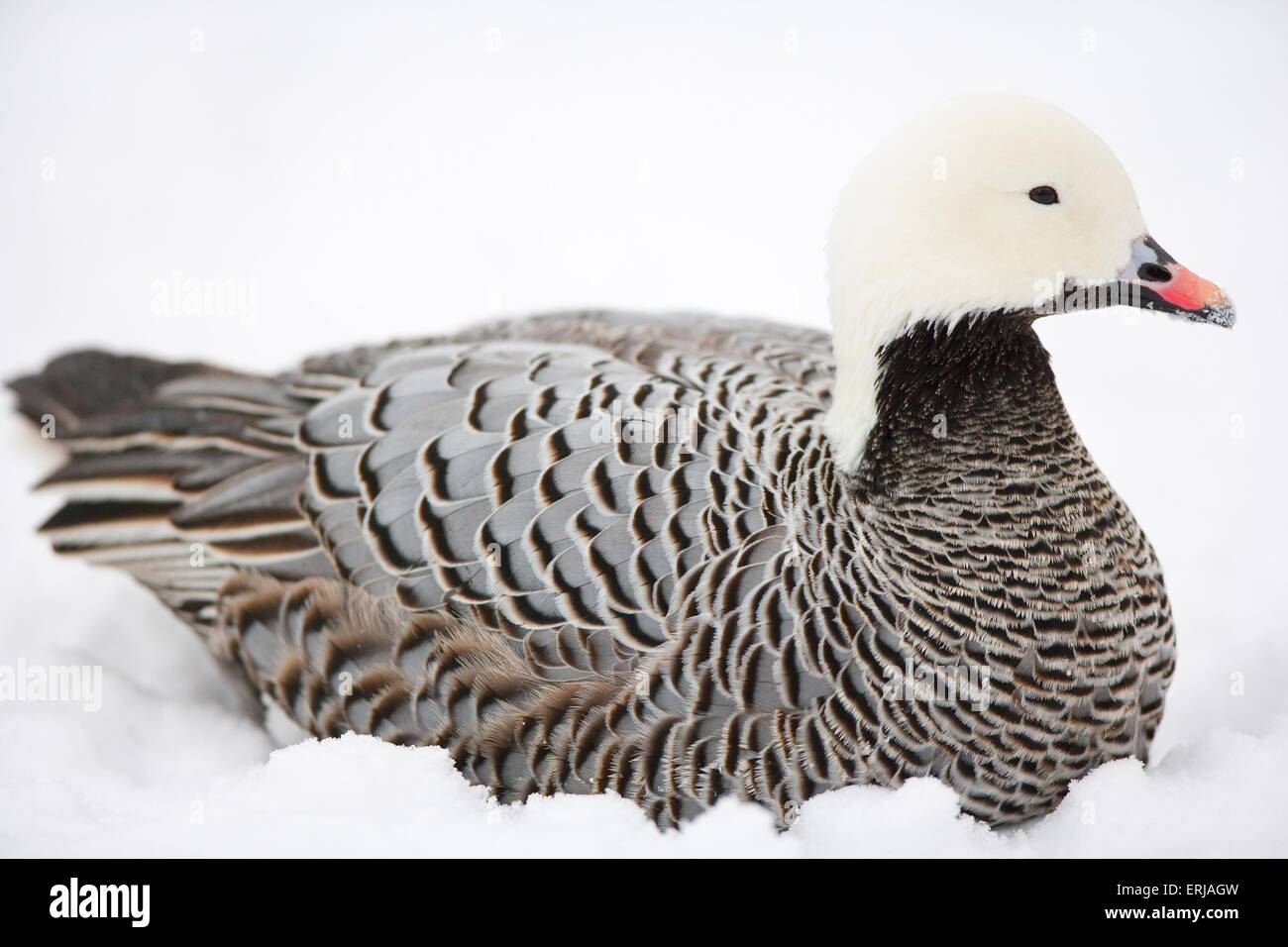 Emperor goose hi-res stock photography and images - Alamy