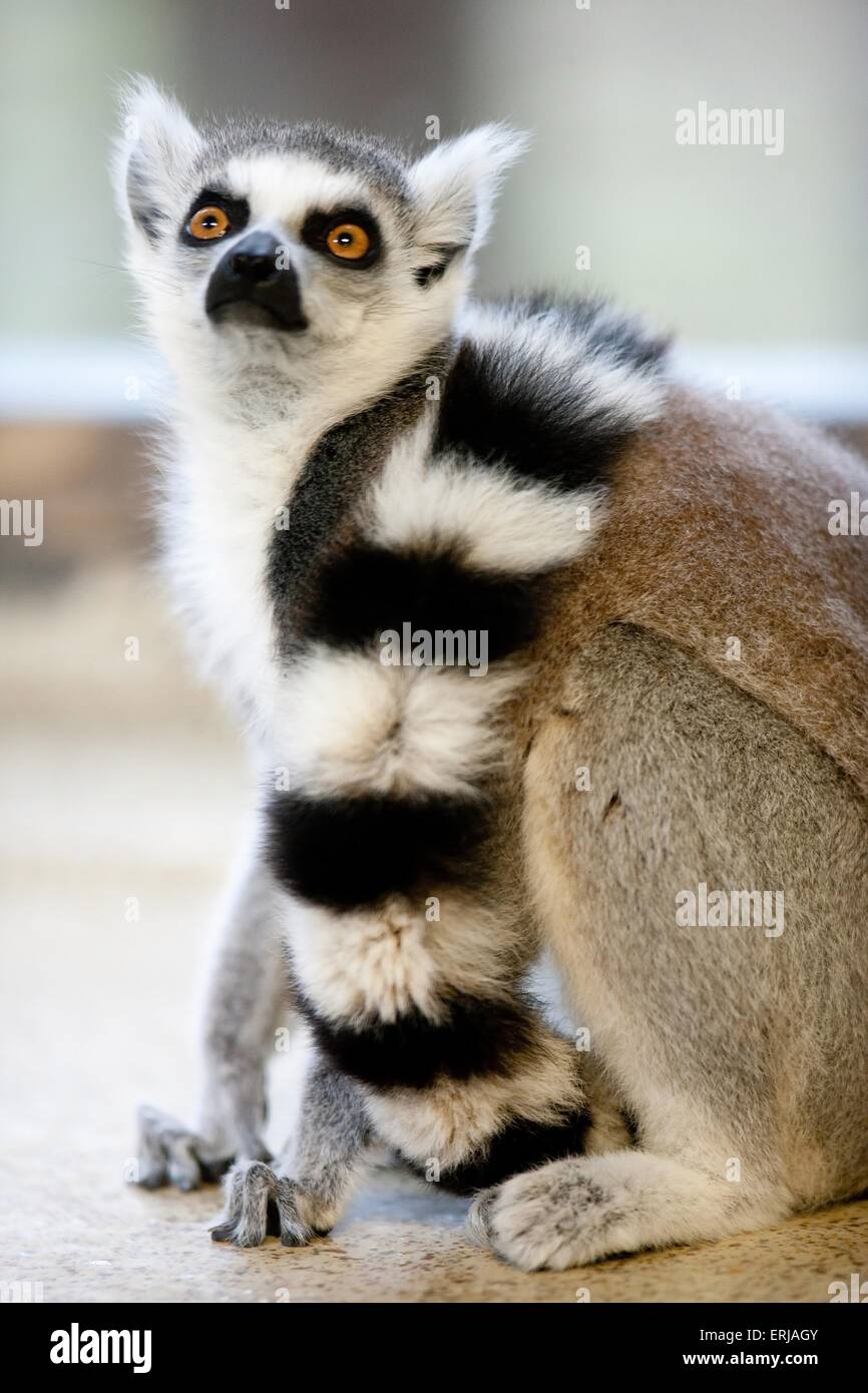 Captive ring tailed lemur hi-res stock photography and images - Alamy
