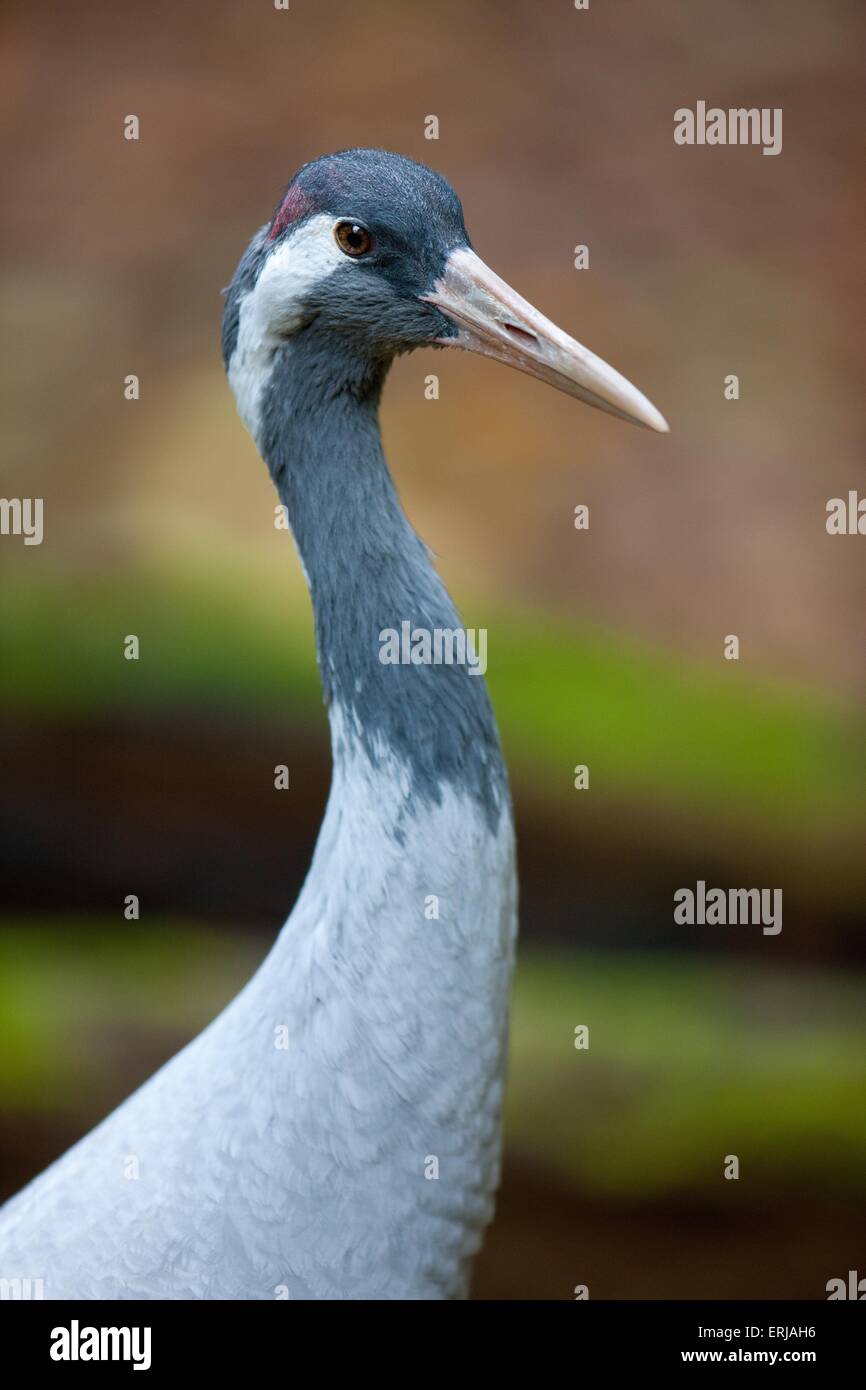 Crane heads hi-res stock photography and images - Alamy