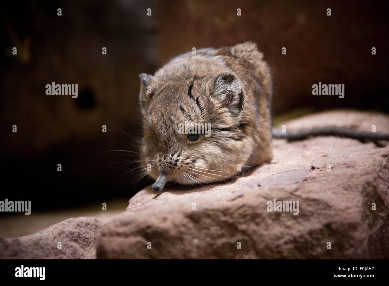 Round Eared Sengi High Resolution Stock Photography and Images - Alamy