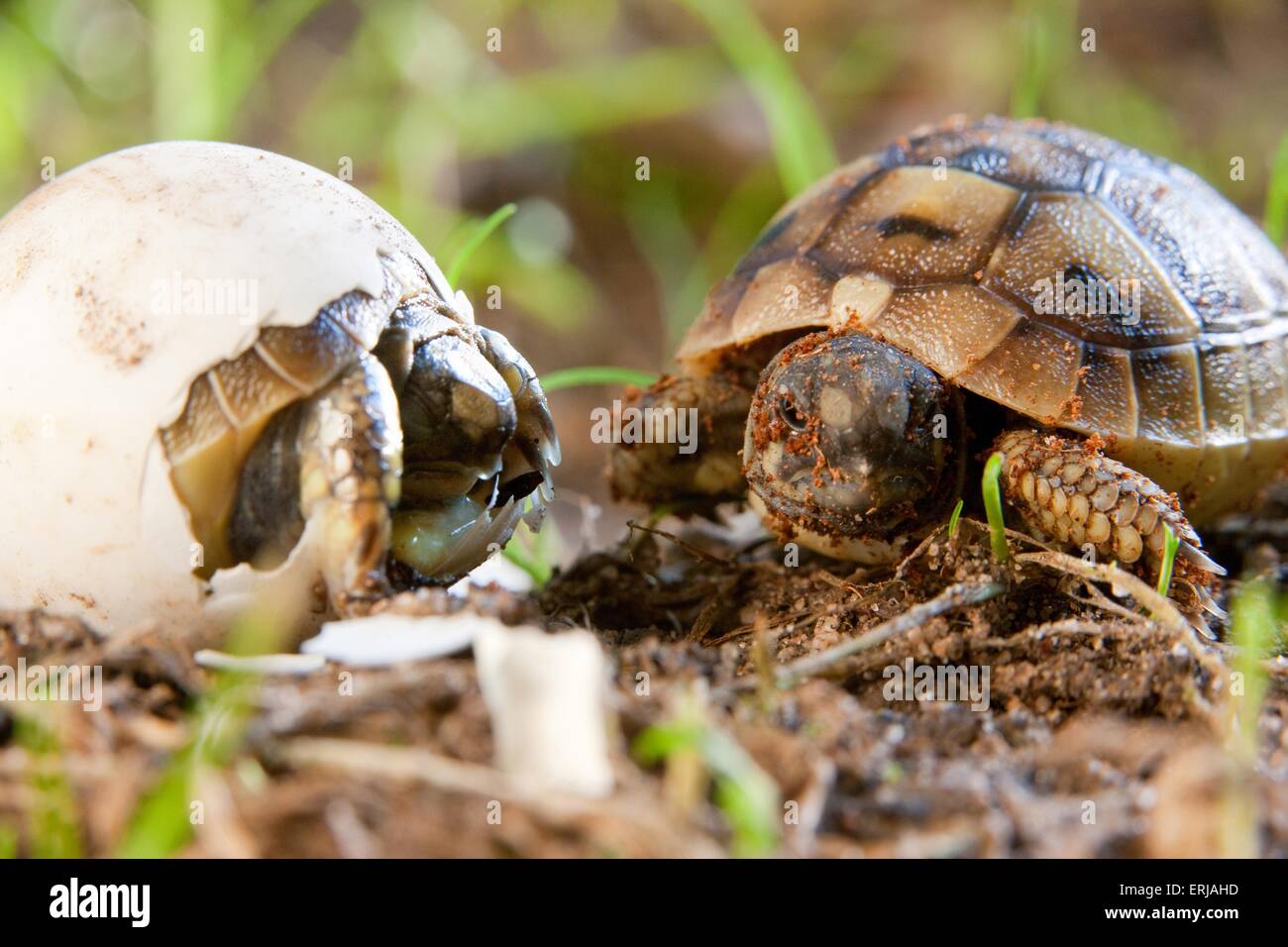 Tortoises hi-res stock photography and images - Alamy