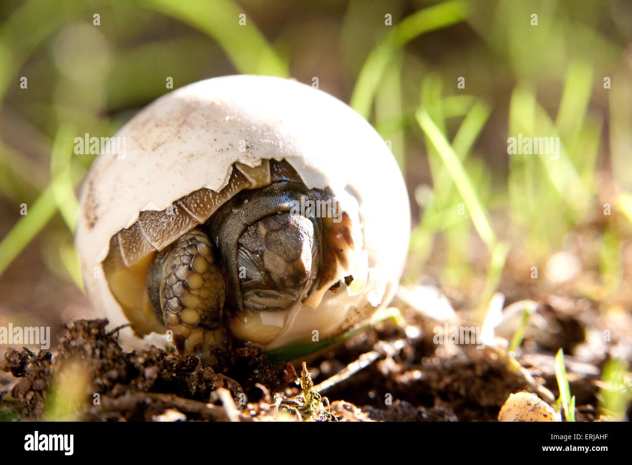 Tortoise egg hi-res stock photography and images - Alamy