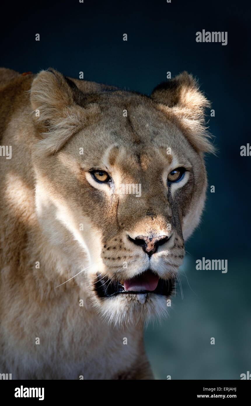 Lions head shadow hi-res stock photography and images - Alamy