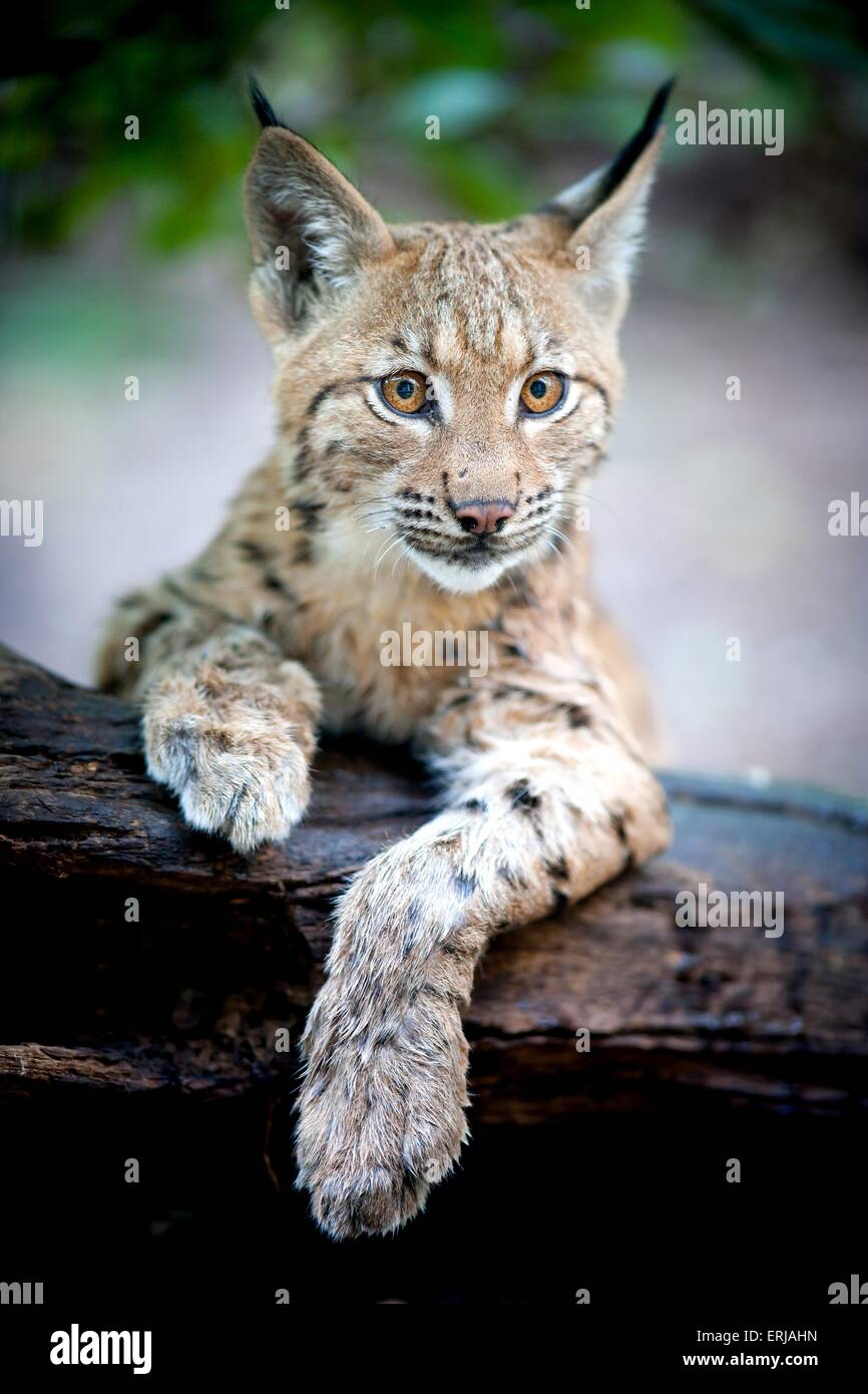 Eurasian lynx lynx lynx juvenile hi-res stock photography and images ...
