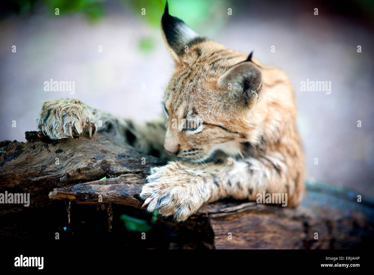 Eurasian lynx tree hi-res stock photography and images - Alamy