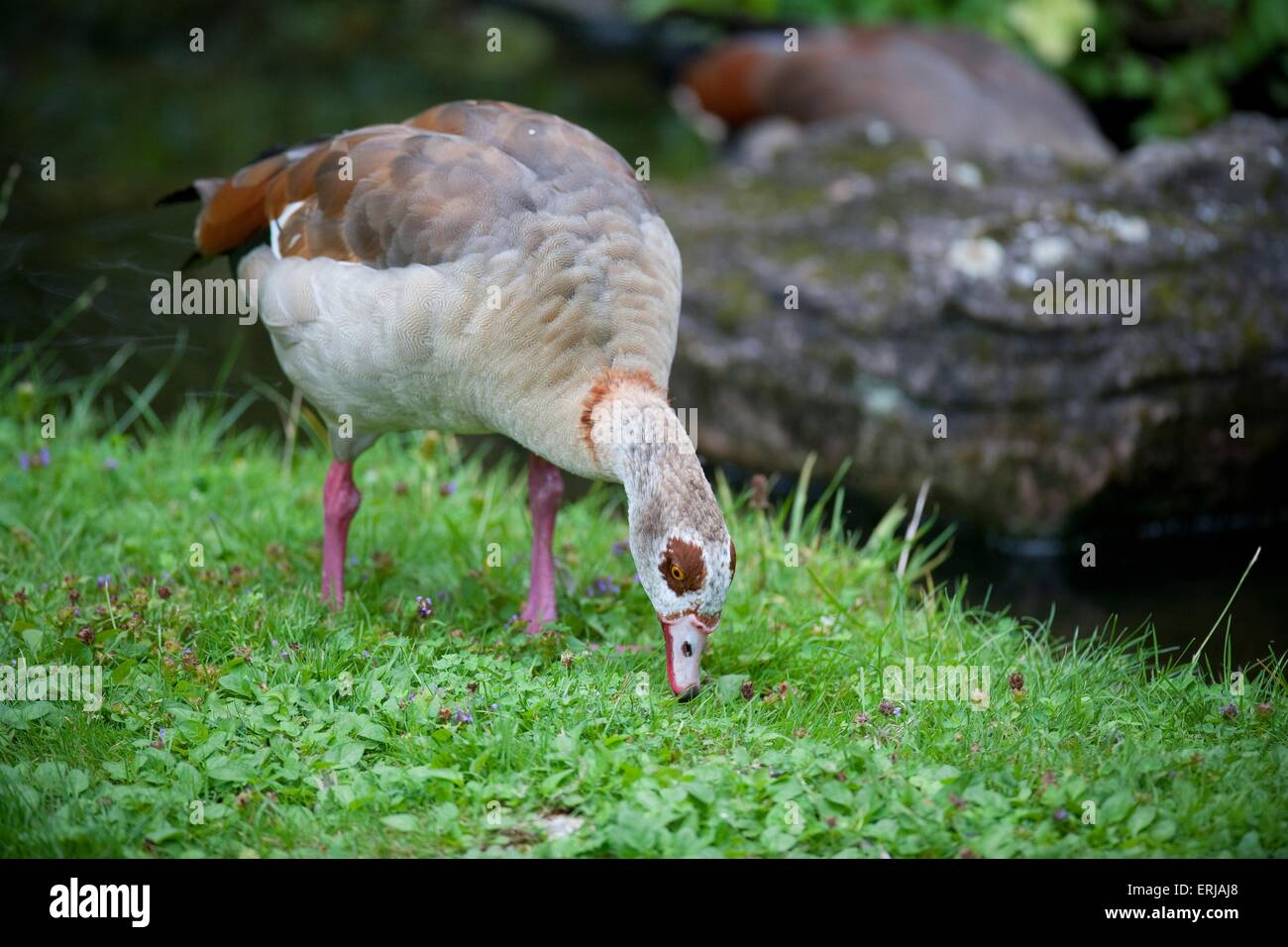 Egyptian goose eating grass hi-res stock photography and images - Alamy
