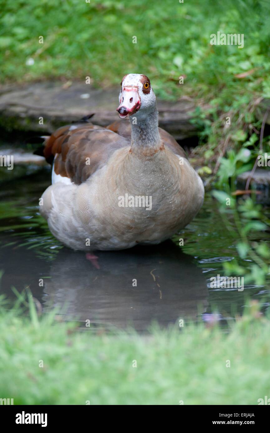 Goose size hi-res stock photography and images - Alamy