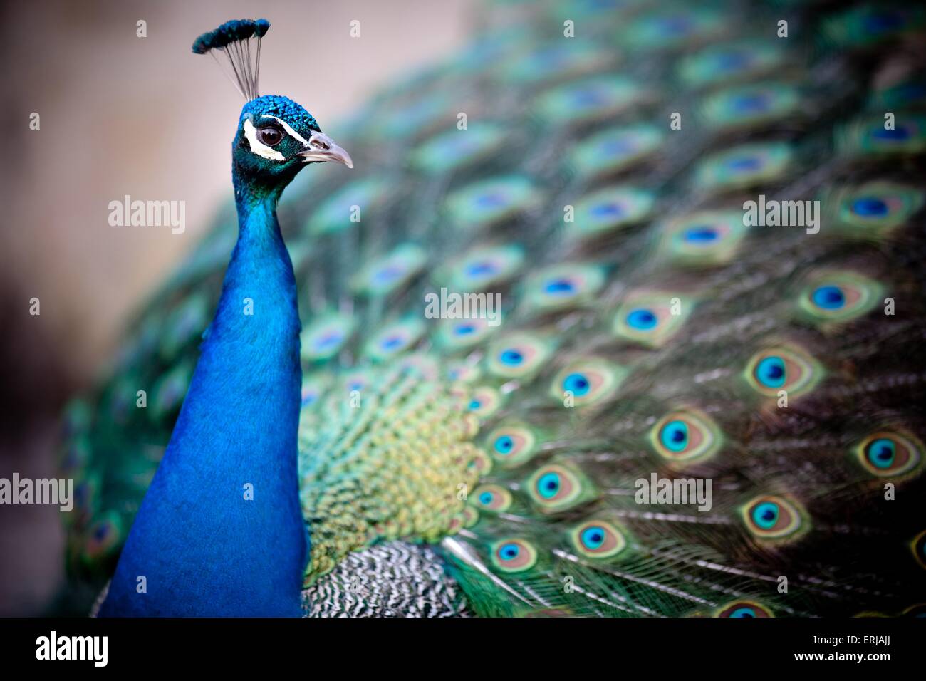 Single male indian peafowl hi-res stock photography and images - Alamy