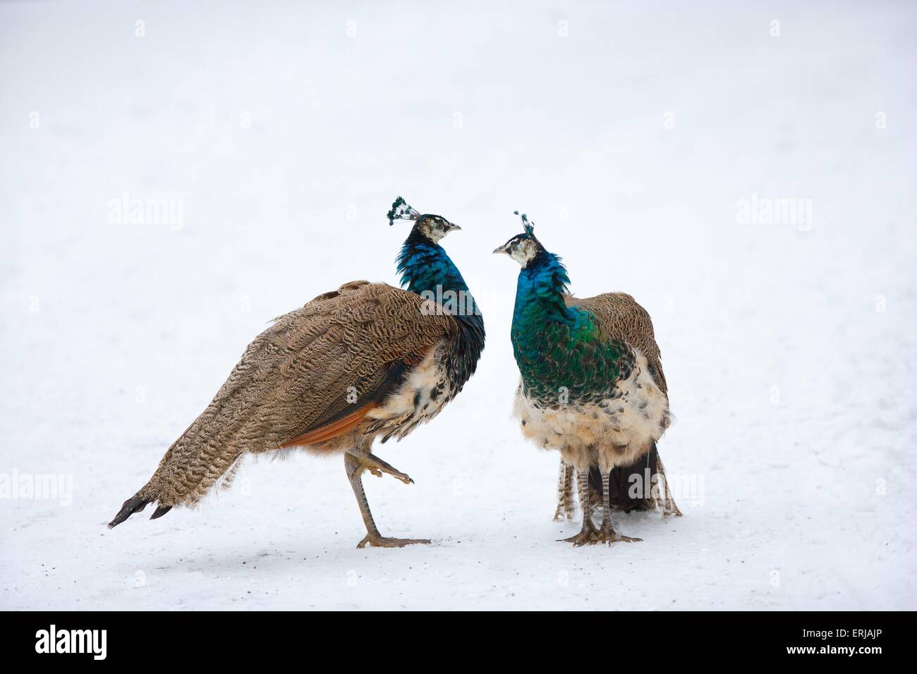 Indian peafowls hi-res stock photography and images - Alamy