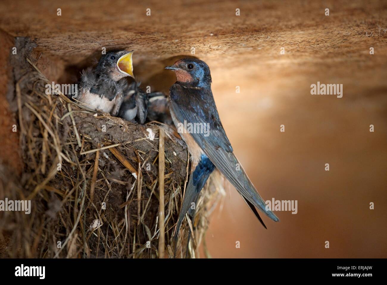 Group of swallows hi-res stock photography and images - Alamy