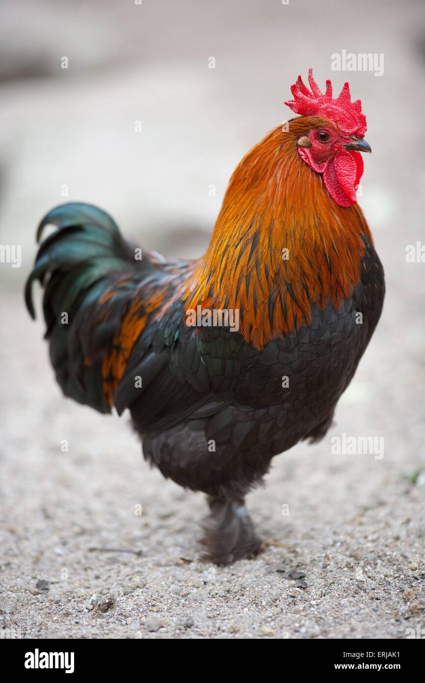 Rhinelander hi-res stock photography and images - Alamy