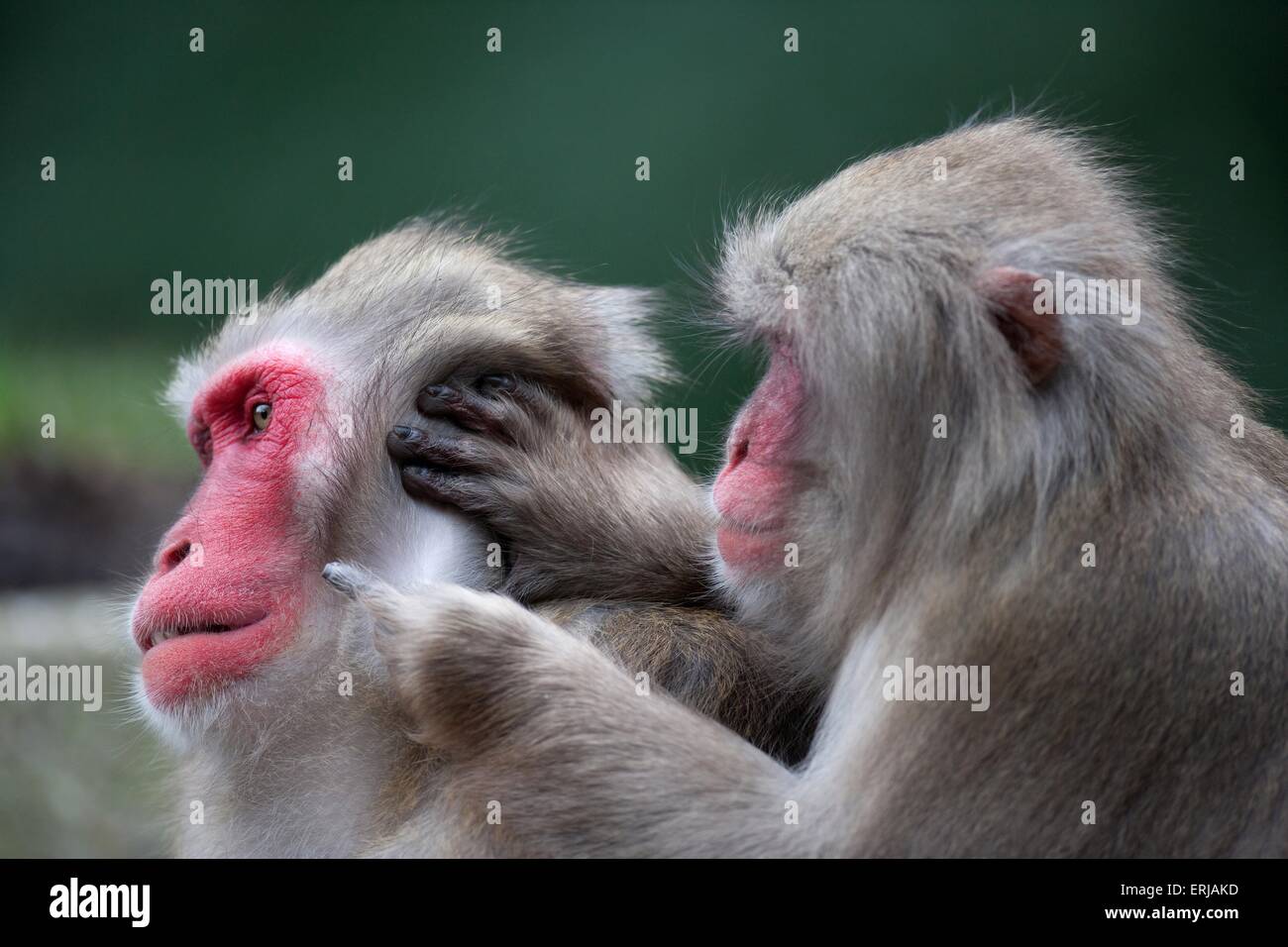 Macaques hi-res stock photography and images - Alamy