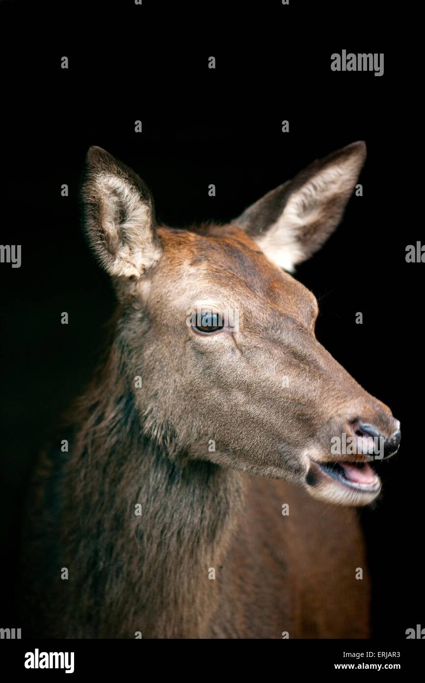 Deer scream hi-res stock photography and images - Alamy