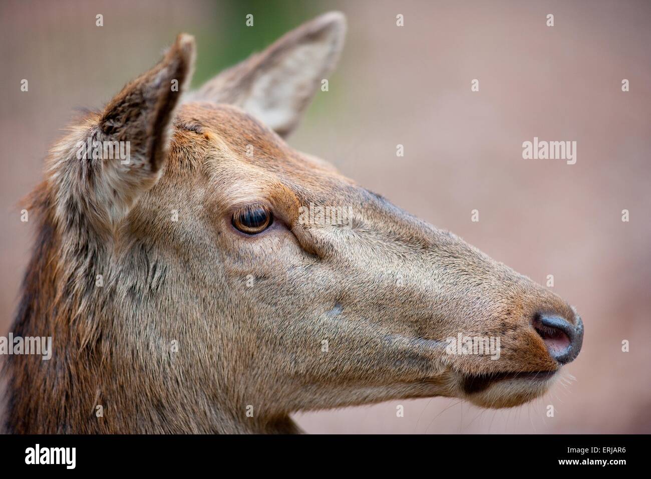 Side profile of deer hi-res stock photography and images - Alamy