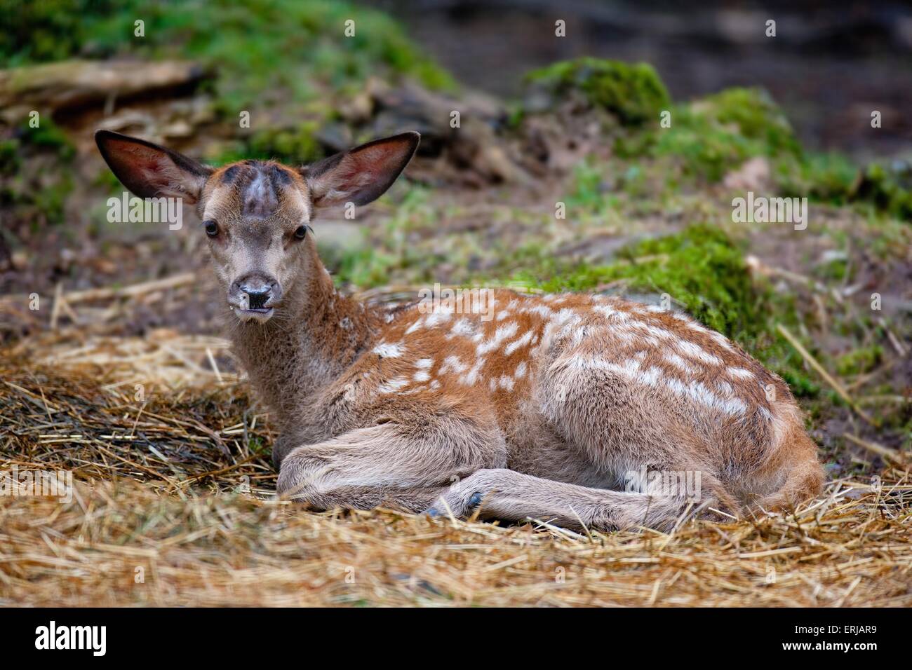 Captive red deer hi-res stock photography and images - Alamy
