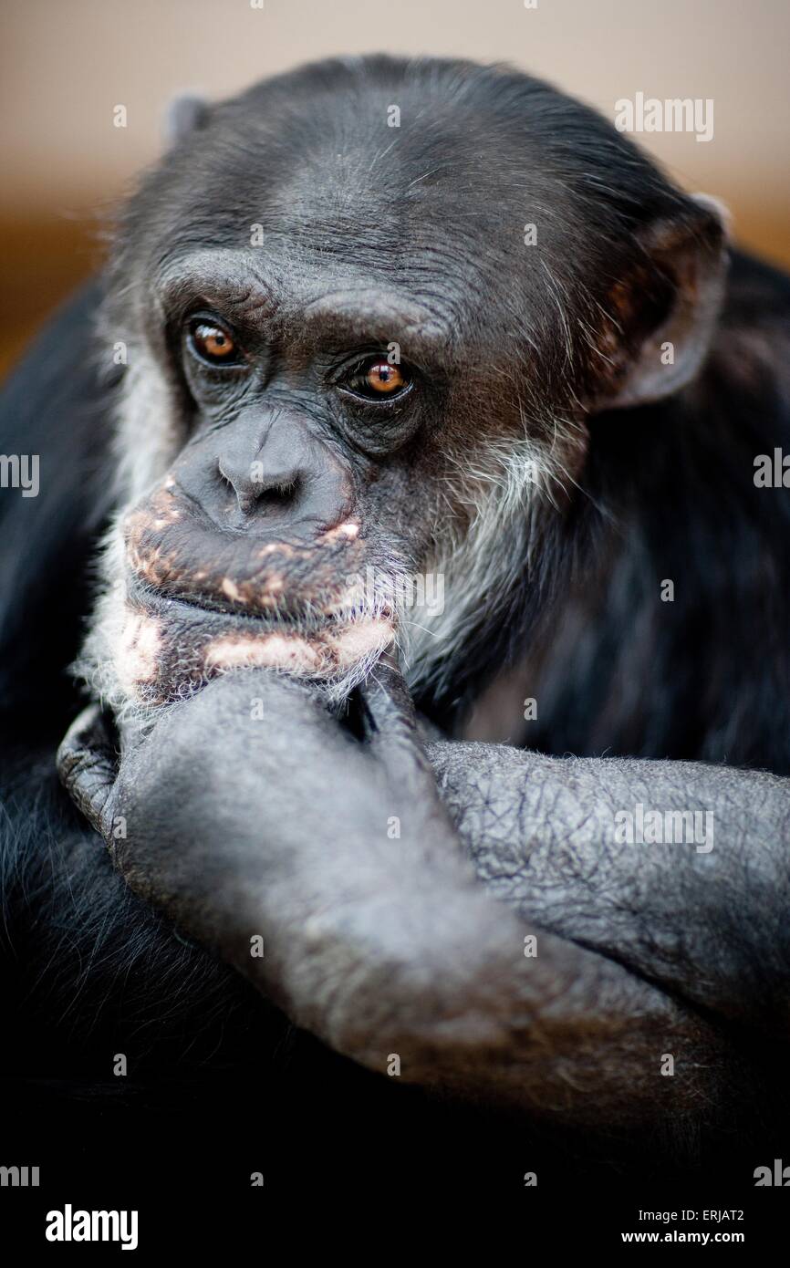 Common chimpanzee hi-res stock photography and images - Alamy