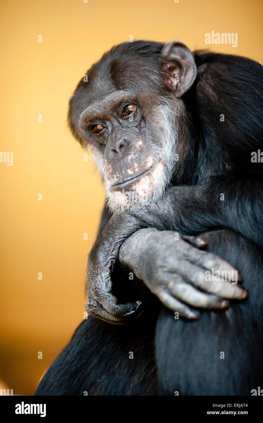 Common chimpanzee hi-res stock photography and images - Alamy