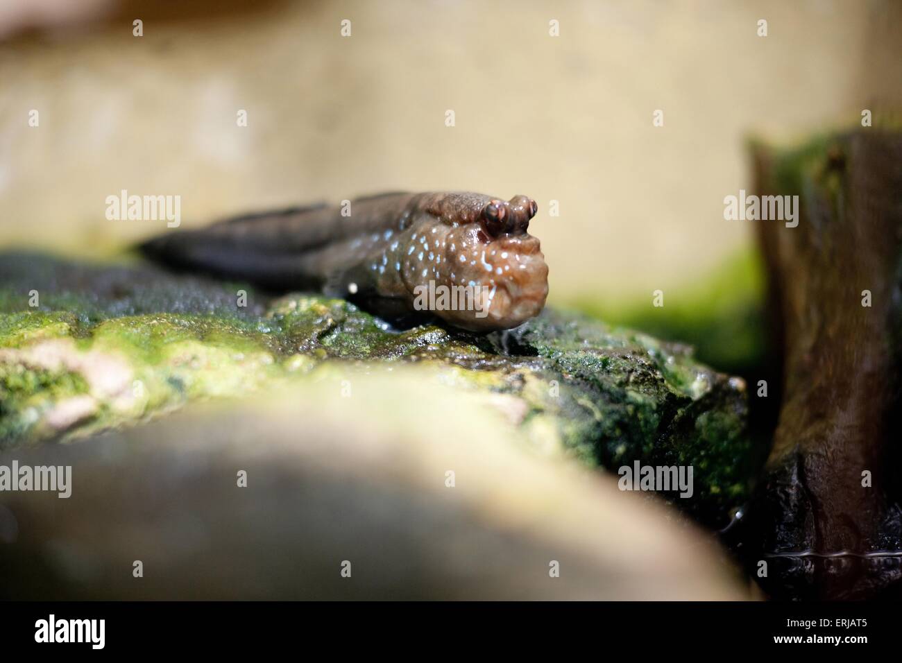 Mudskipper hi-res stock photography and images - Alamy