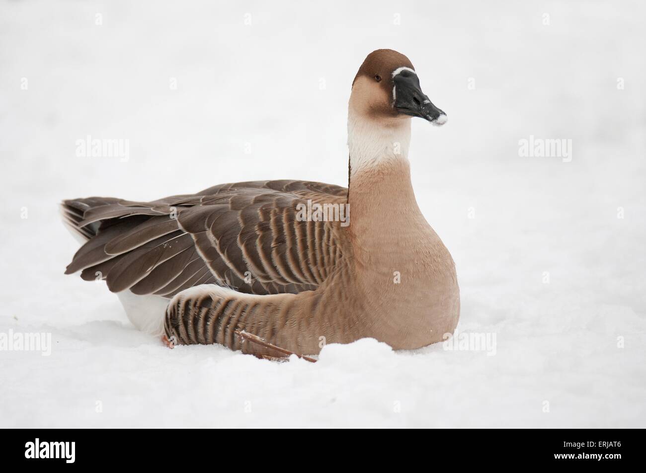 Snowy goose hi-res stock photography and images - Alamy