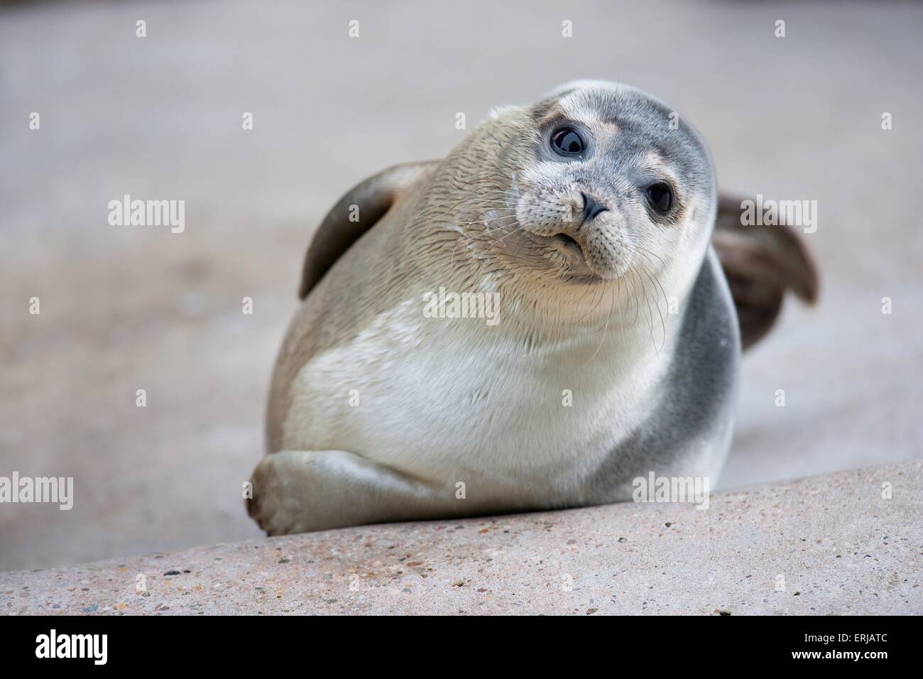 Earless seal zoo hi-res stock photography and images - Alamy