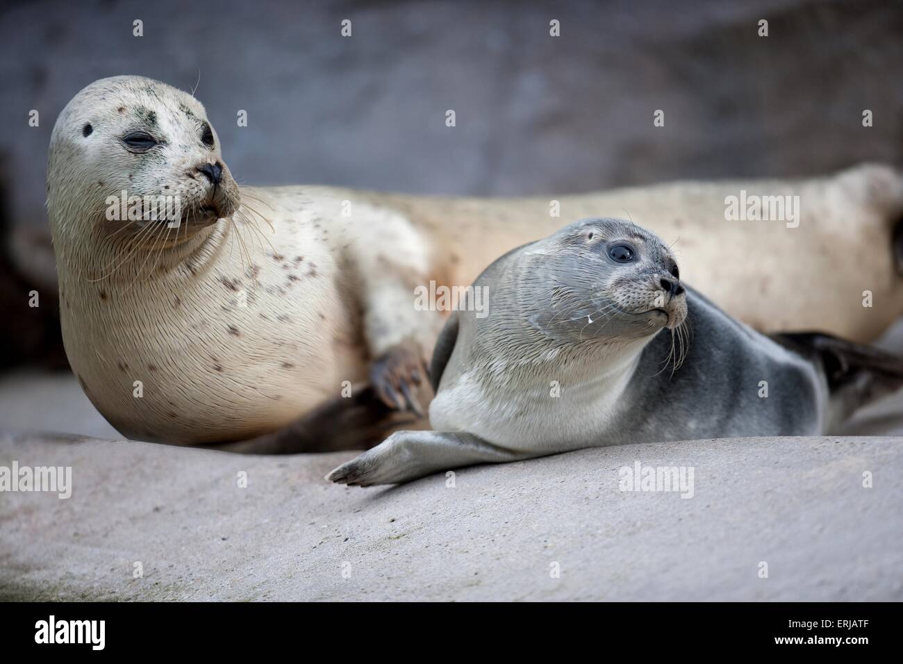 Earless seal zoo hi-res stock photography and images - Alamy