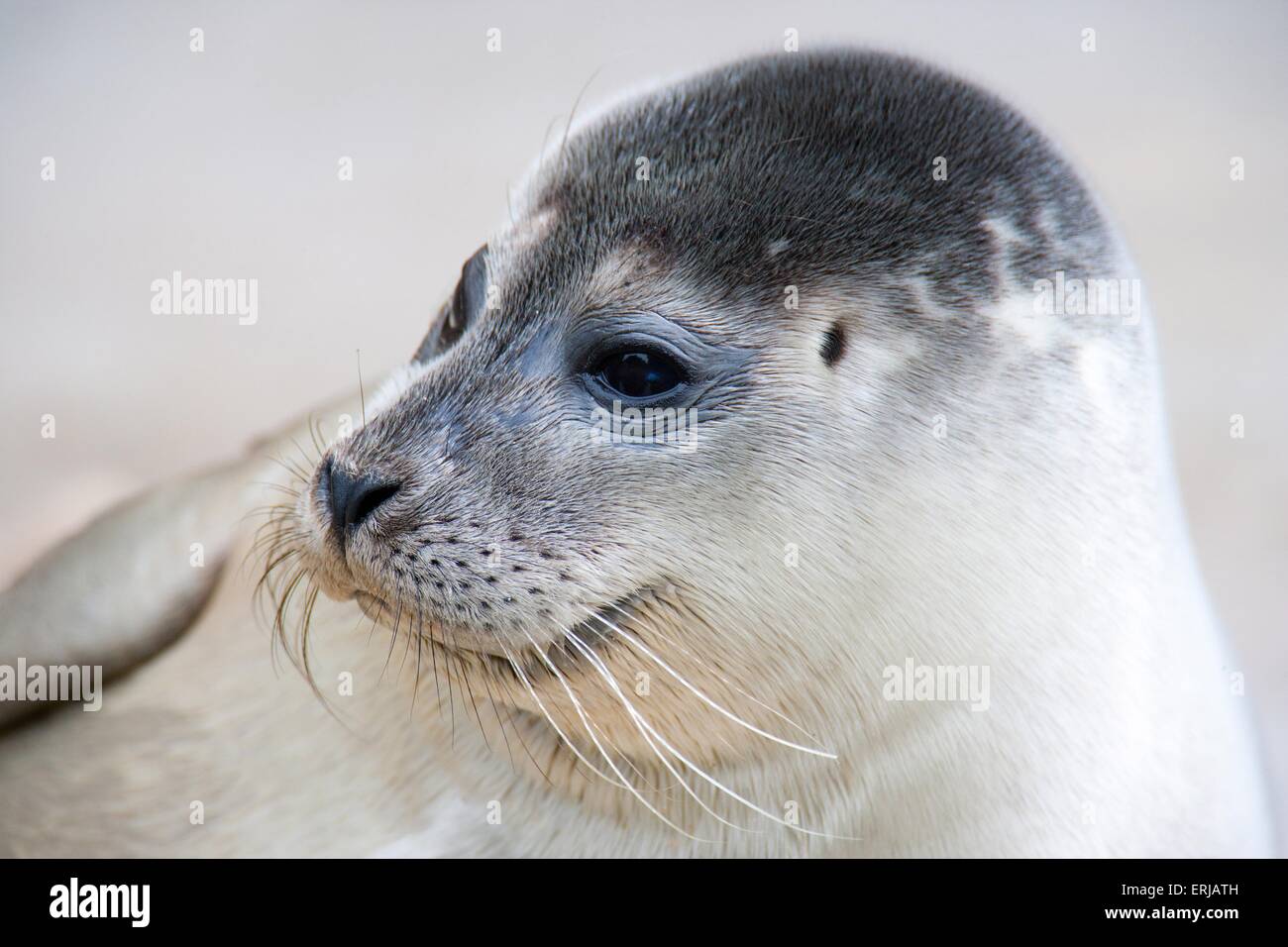Harbor seal true seal hi-res stock photography and images - Alamy
