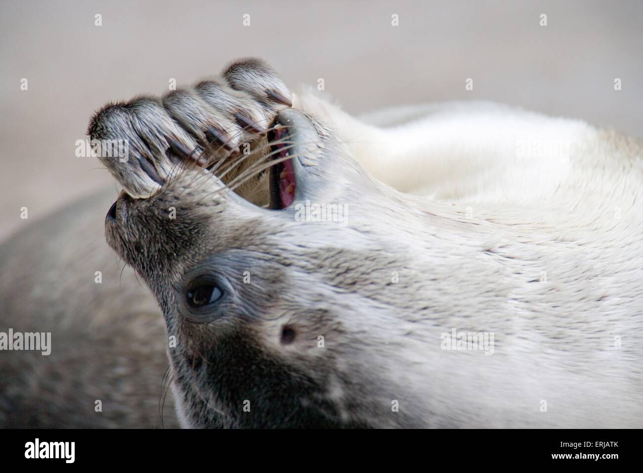 Laughing seal hi-res stock photography and images - Alamy