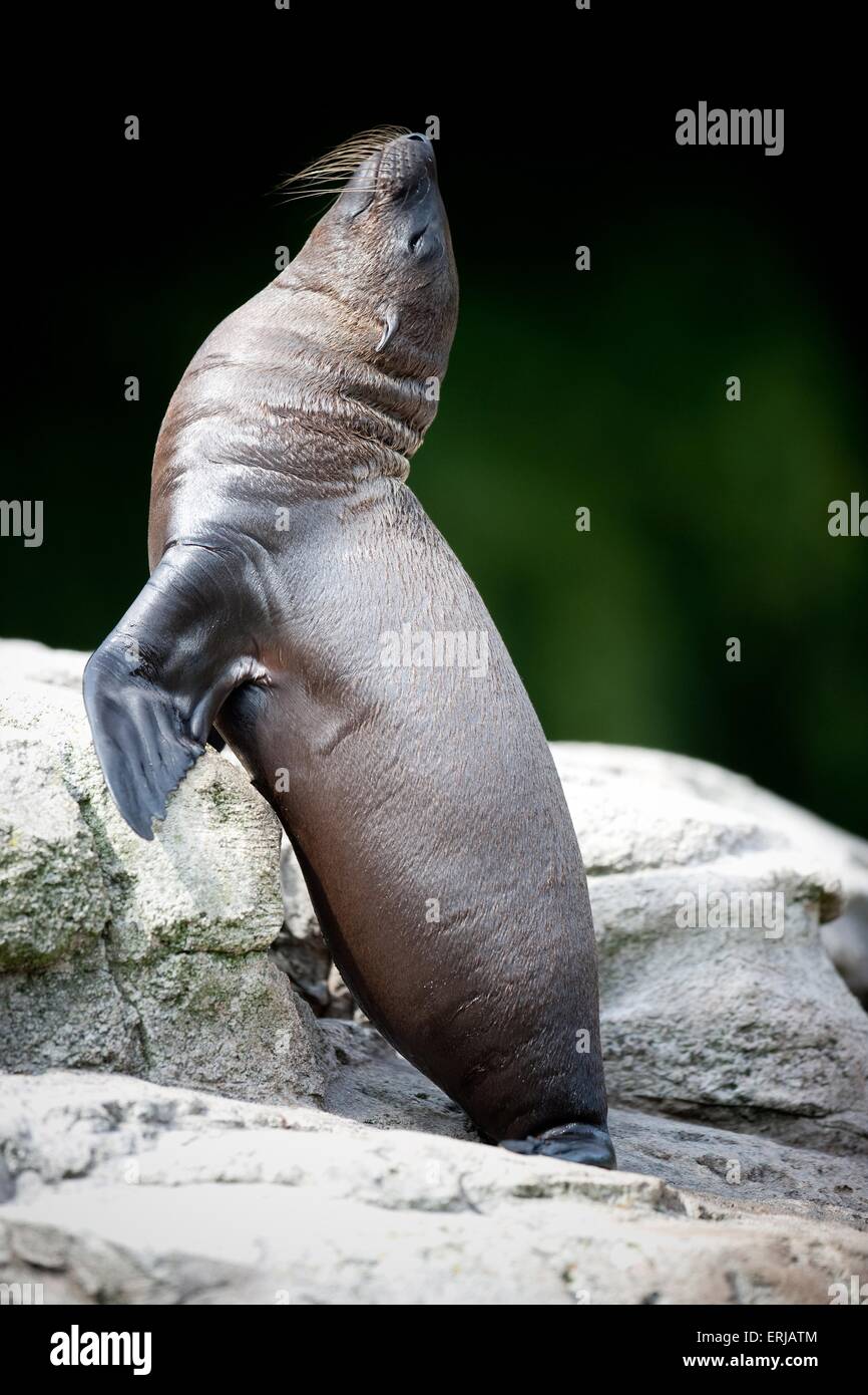 Single sea lion hi-res stock photography and images - Alamy