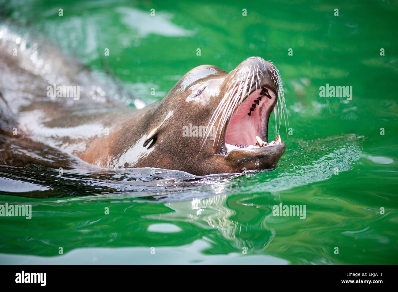 Sea lion motion hi-res stock photography and images - Alamy