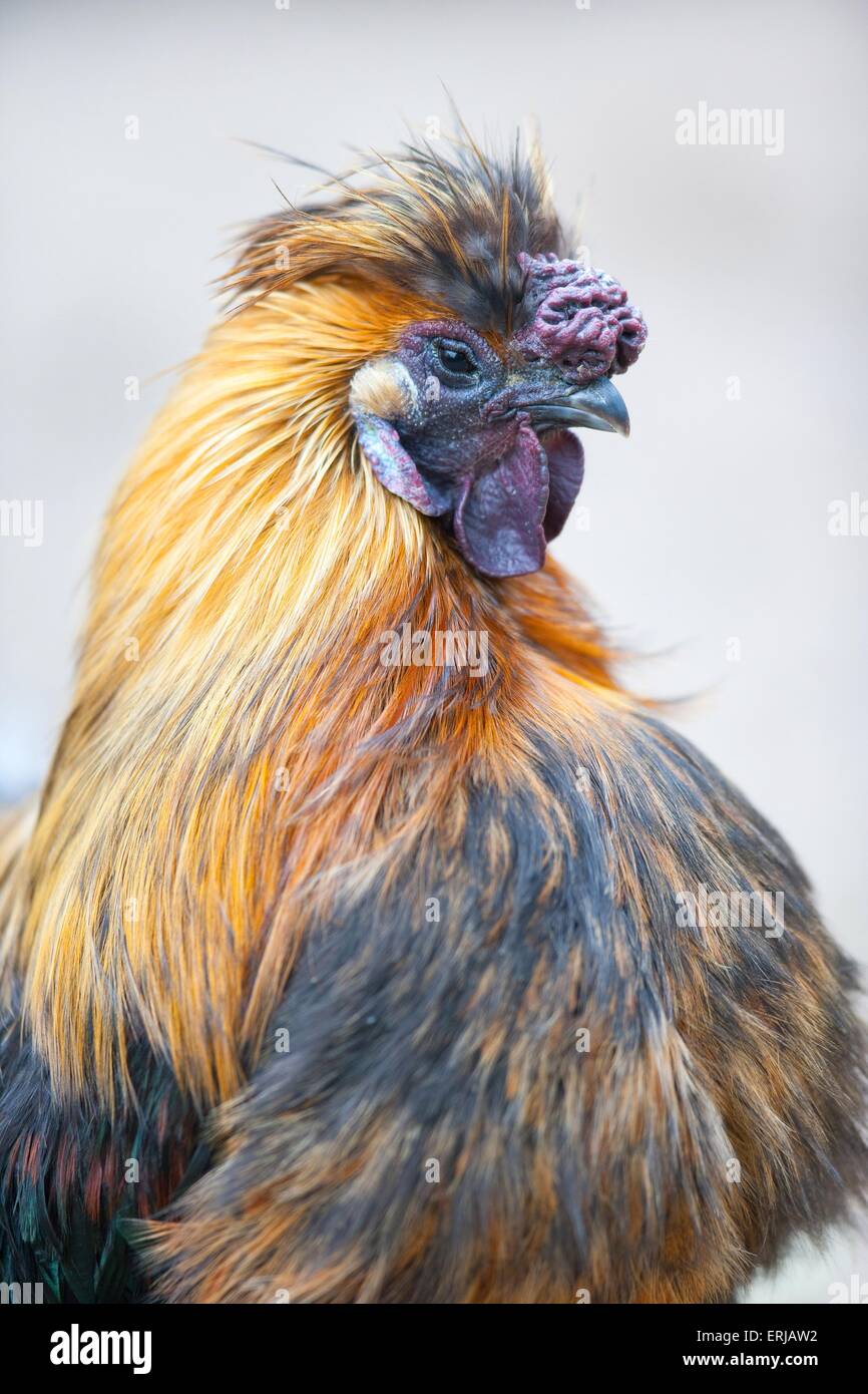 Silky chicken hi-res stock photography and images - Alamy