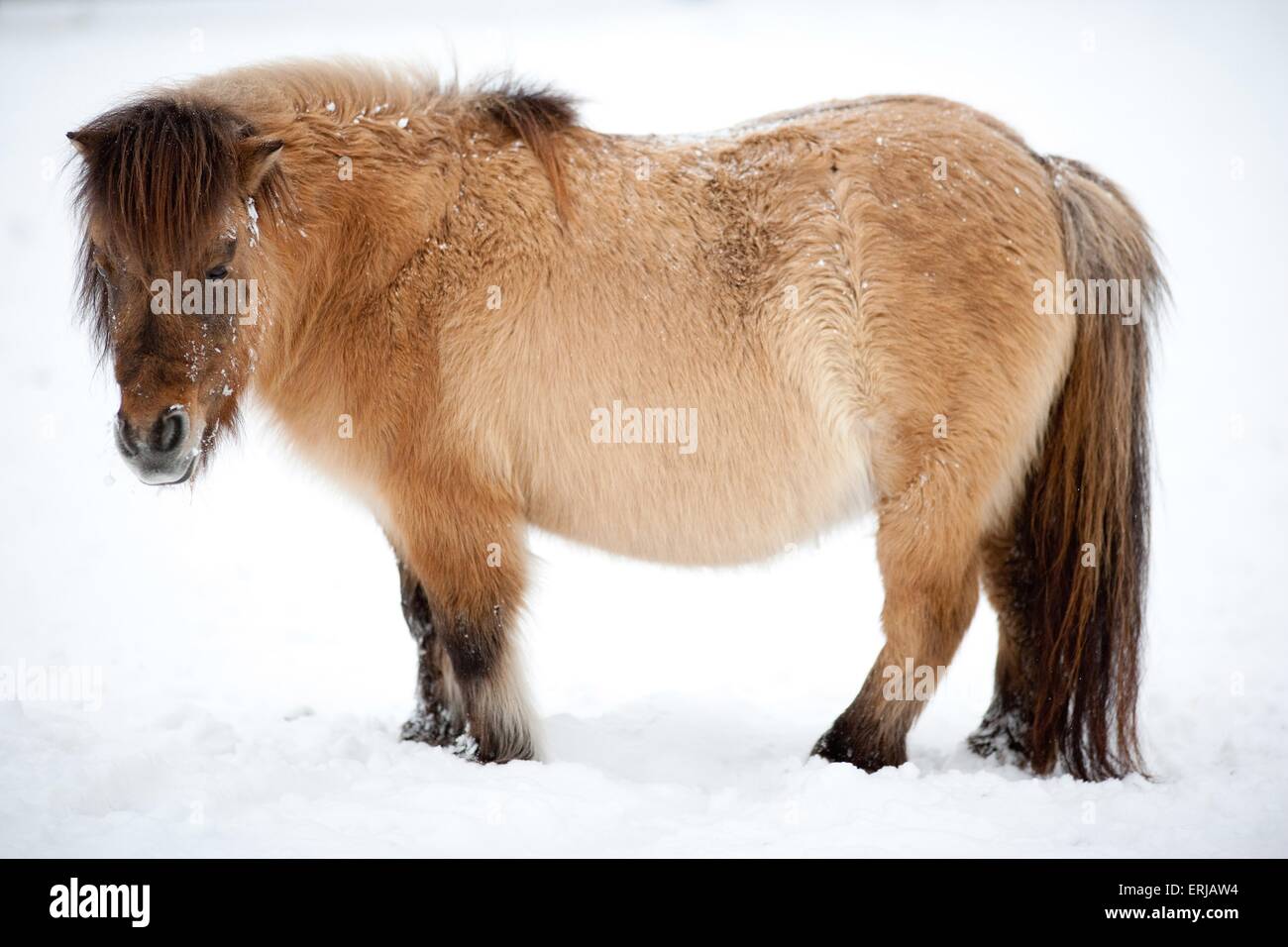 Chestnut shetland pony hi-res stock photography and images - Alamy