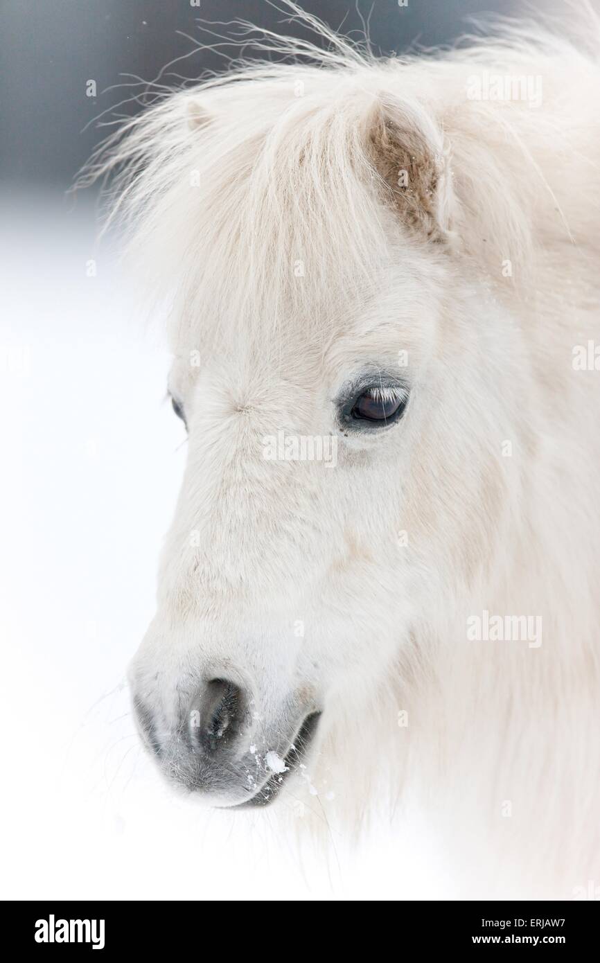 Shetland Pony Portrait Stock Photo - Alamy