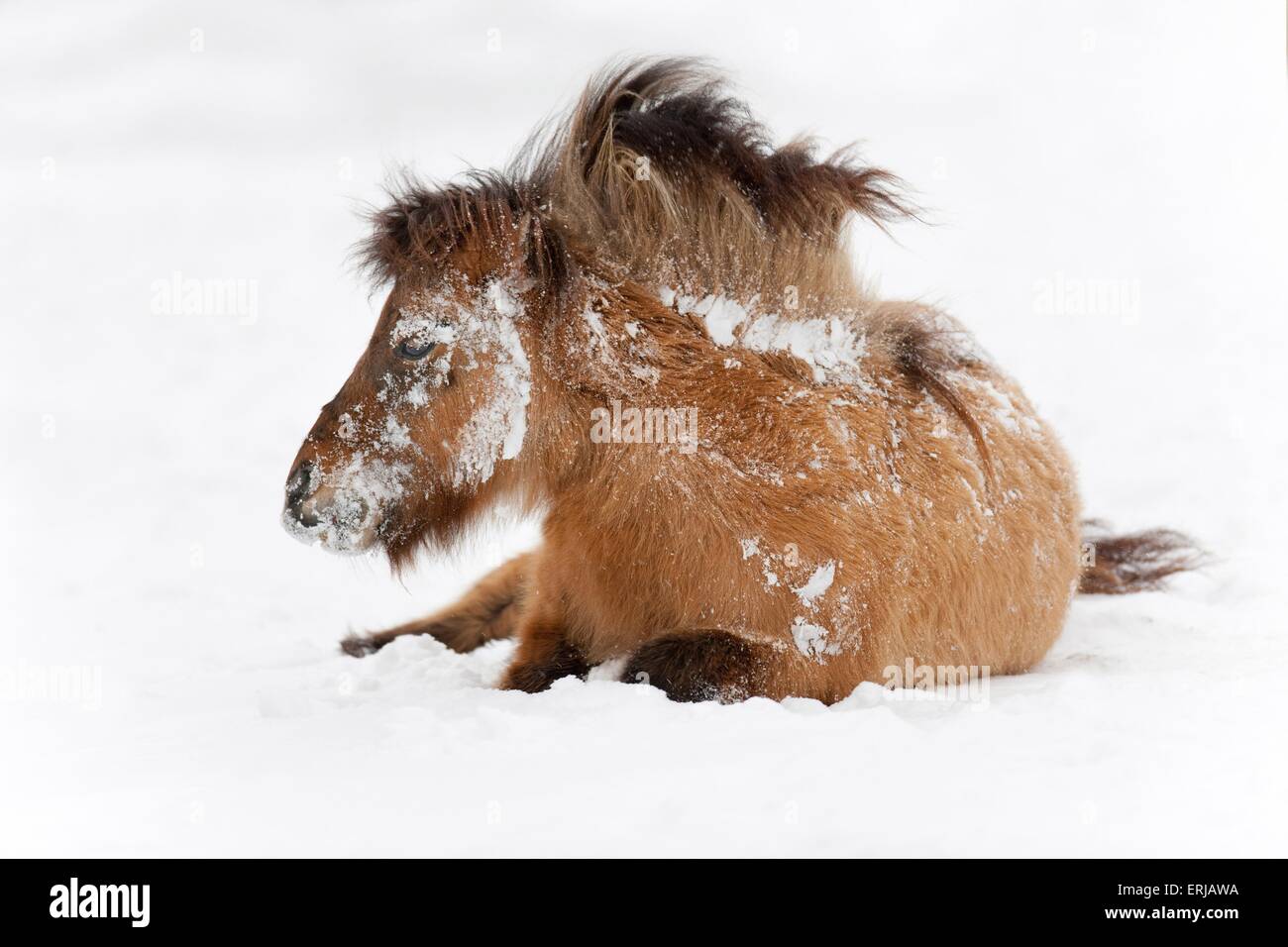 lying Shetland Pony Stock Photo - Alamy