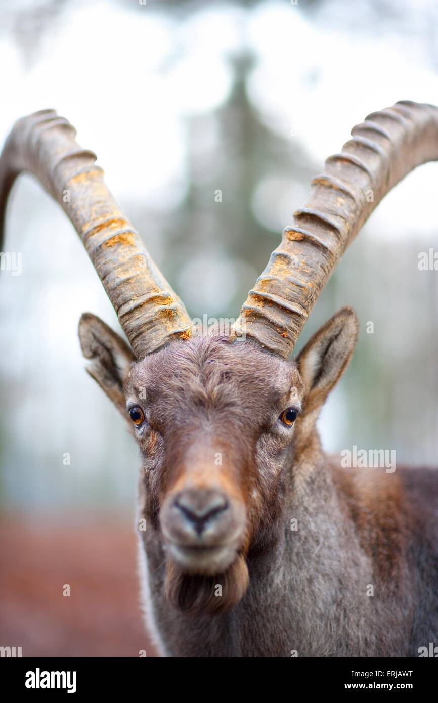 Heads of ibex hi-res stock photography and images - Alamy
