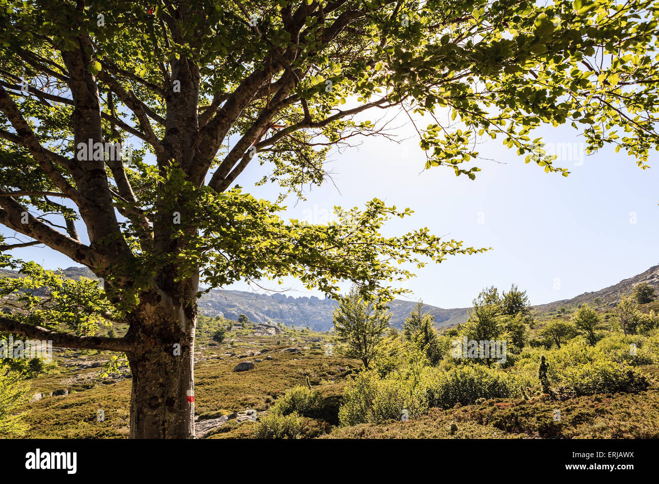Magical tree sunset in inspirational mountains landscape. Hiking trail ...