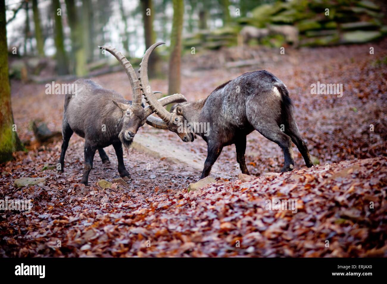 Ibexes hi-res stock photography and images - Alamy