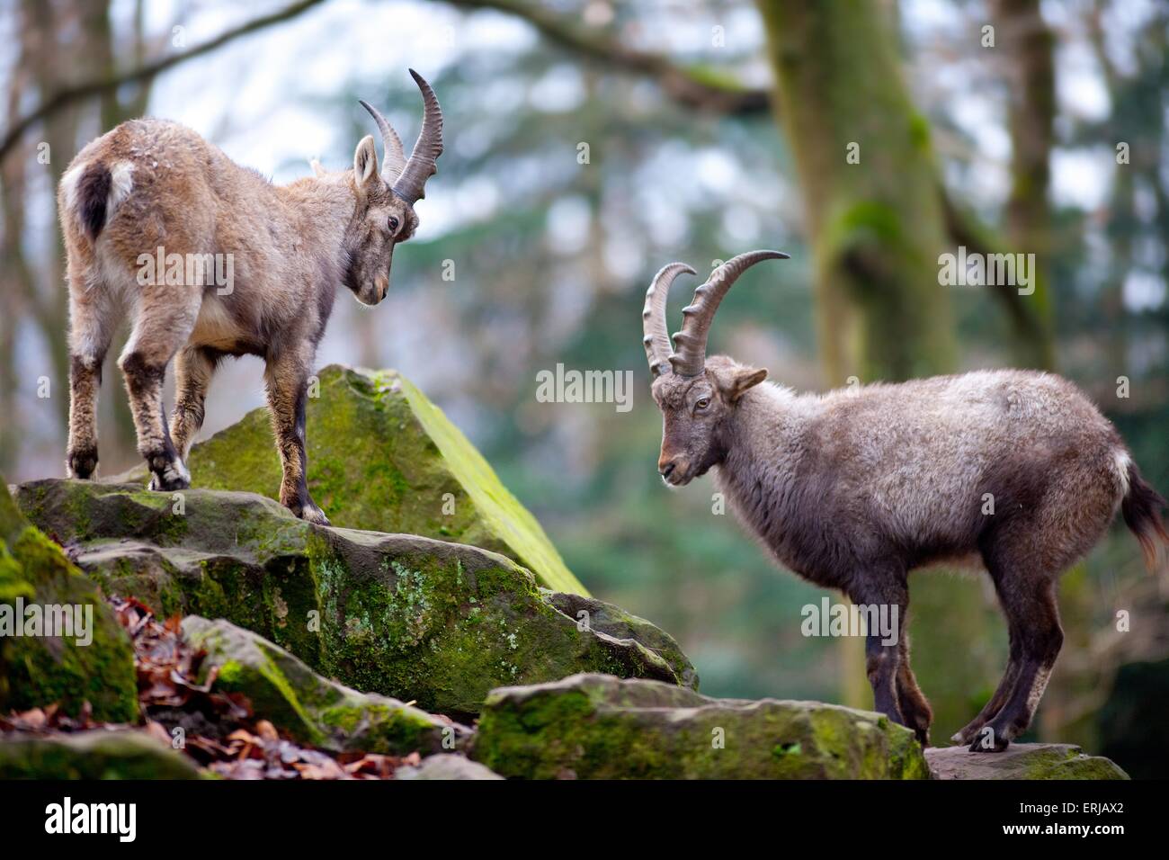 Ibexes hi-res stock photography and images - Alamy