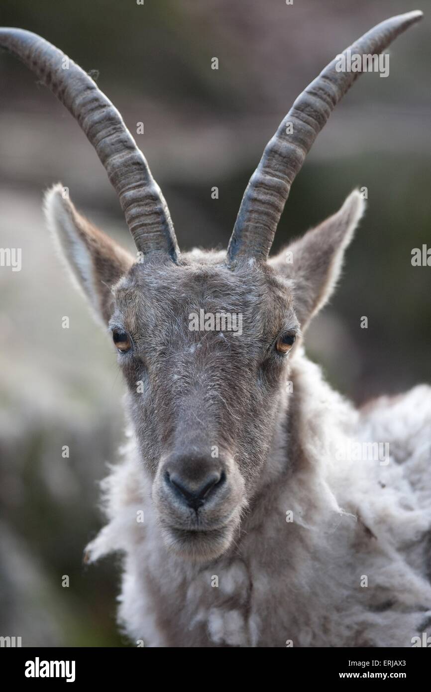 Ibex eye hi-res stock photography and images - Alamy