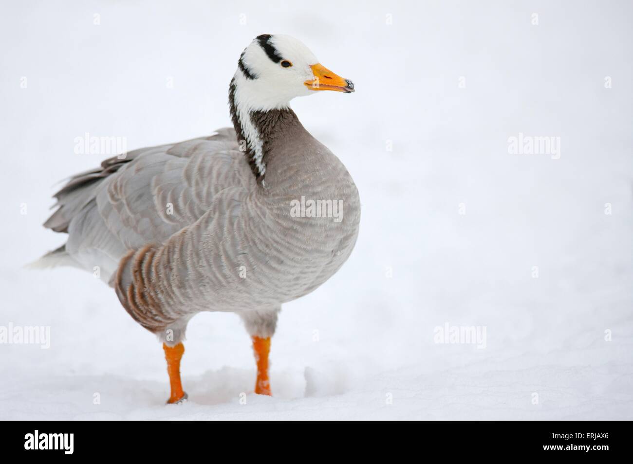 Snowy goose hi-res stock photography and images - Alamy