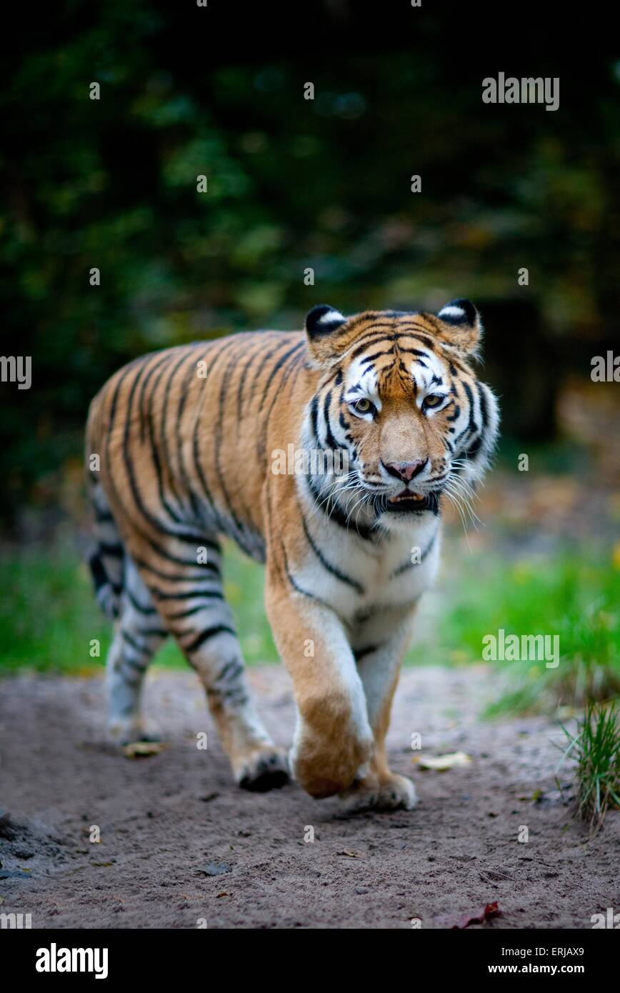 Moving tiger hi-res stock photography and images - Alamy