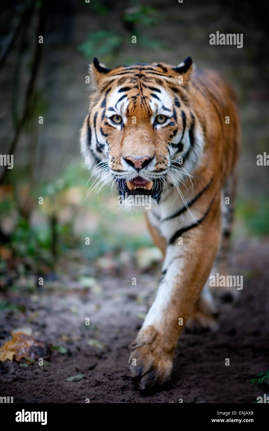 Tiger moving hi-res stock photography and images - Alamy