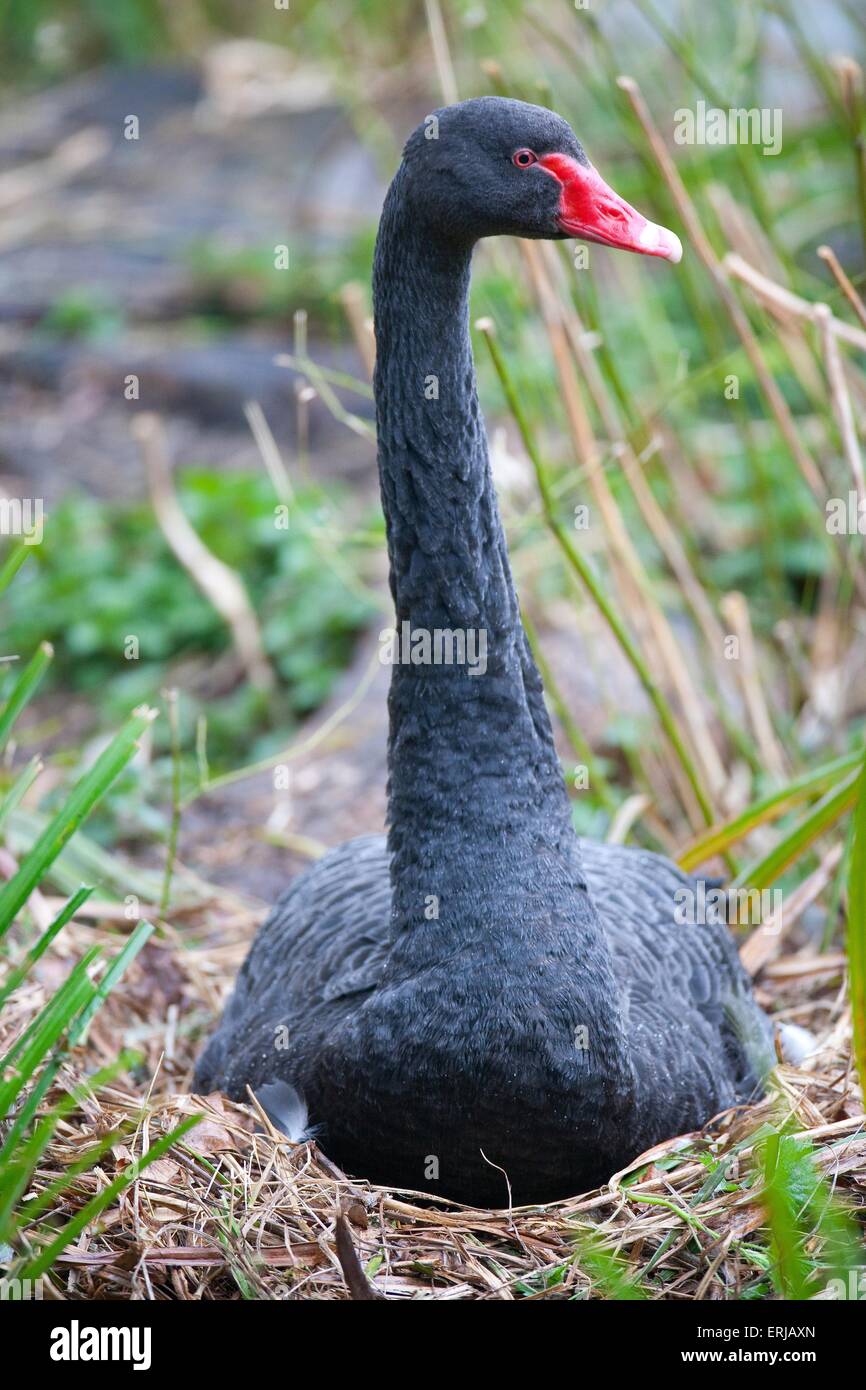 Black swans black swan nest hi-res stock photography and images - Alamy