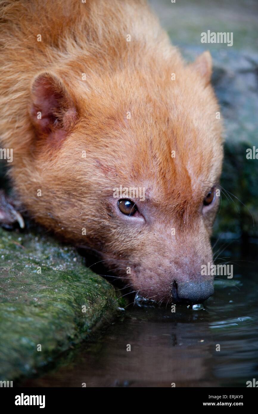Bush animal portraits hi-res stock photography and images - Alamy