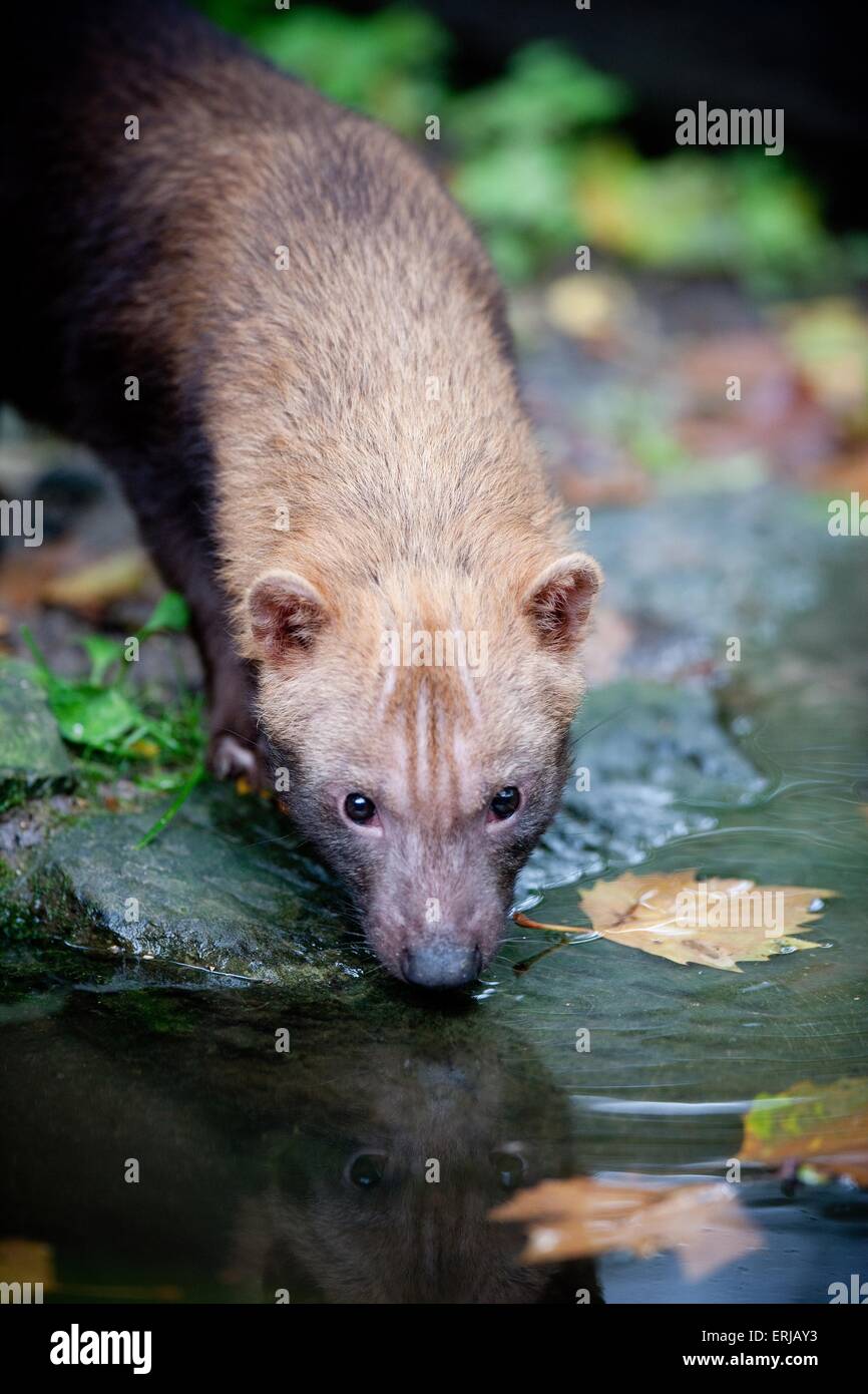 Bush Dog High Resolution Stock Photography and Images - Alamy