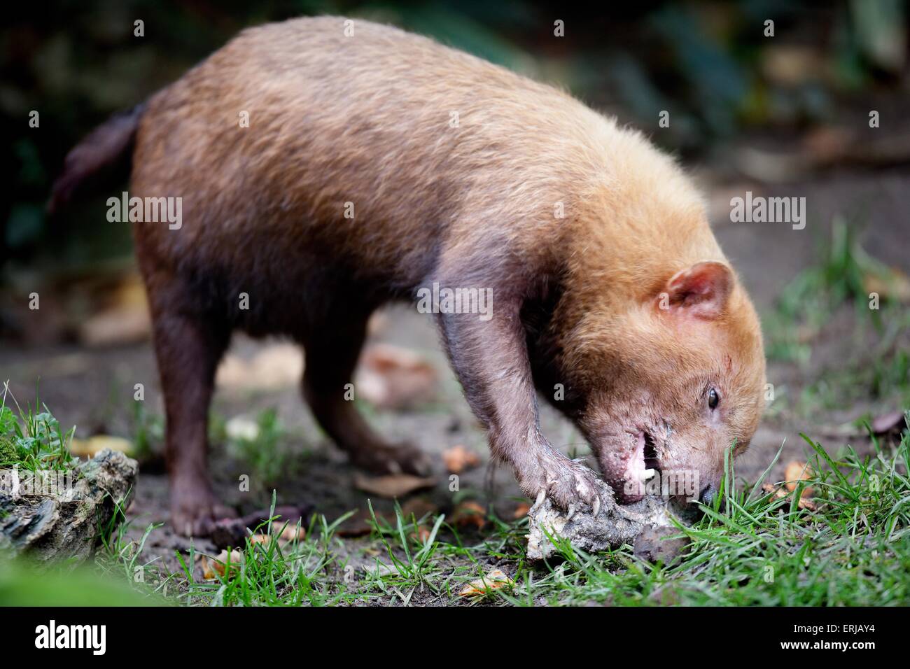 Dog eats grass hi-res stock photography and images - Alamy