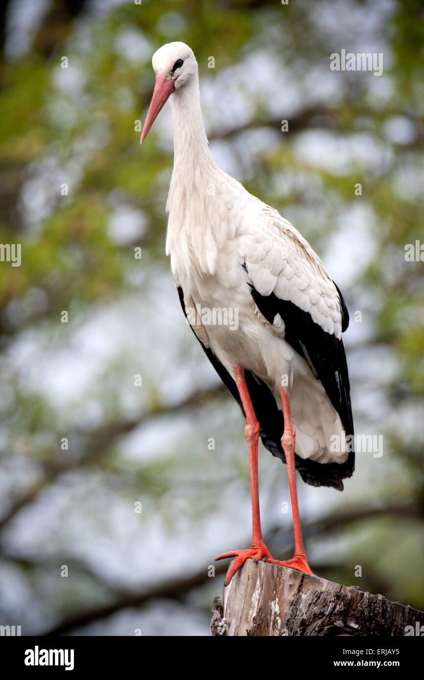 White stork side view hi-res stock photography and images - Alamy