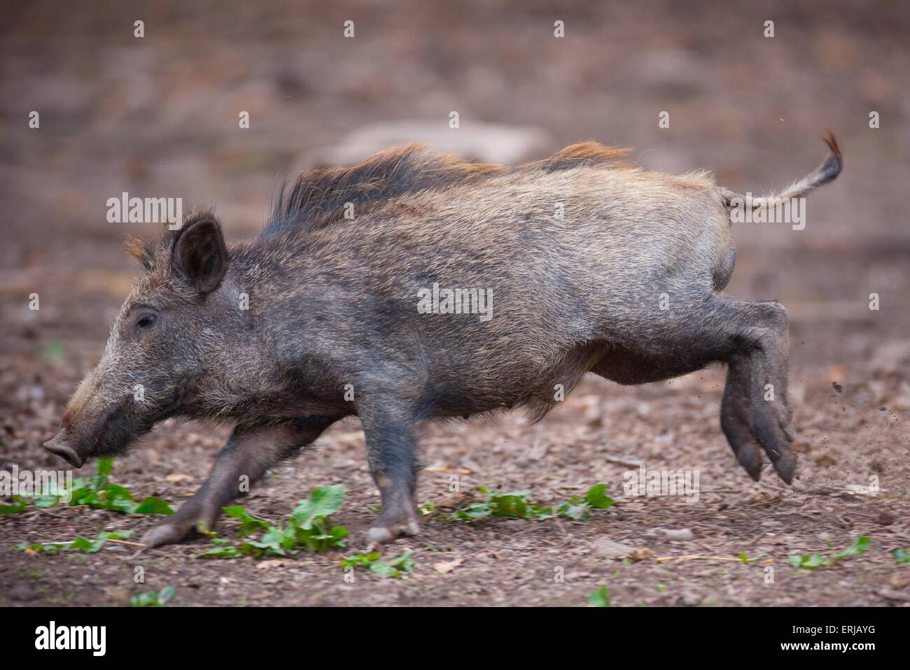 Run wild boar hi-res stock photography and images - Alamy